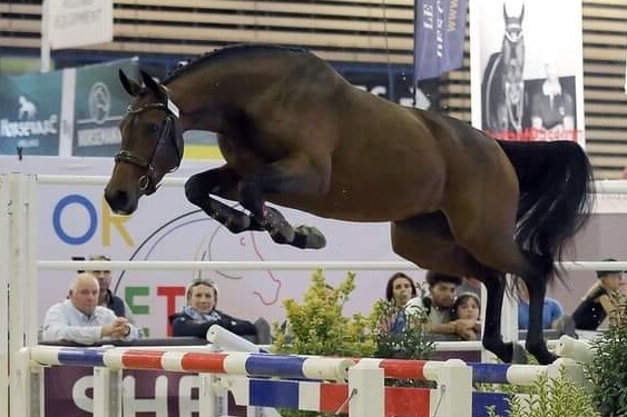 JAVA'S QUEEN NUMENOR